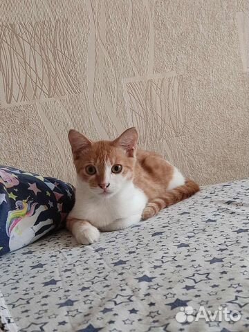 Рыжий котенок в добрые руки