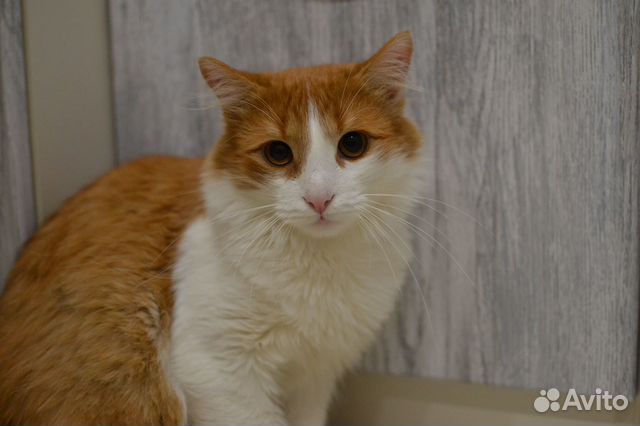 Молодой кот