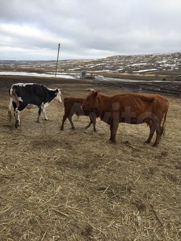 Корова с теленком