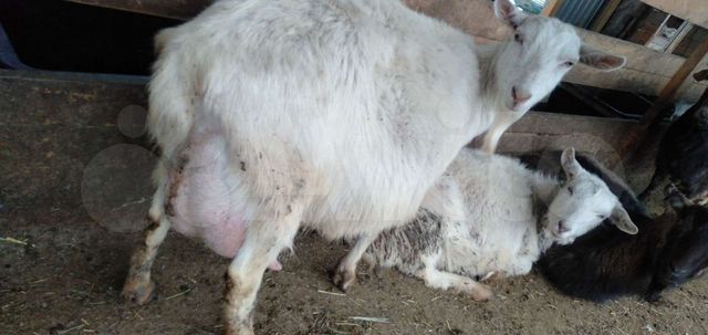 Козлы Заанские от высокодойных коз