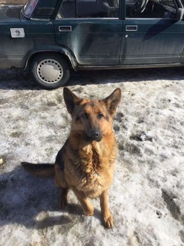 Восточно-европейская овчарка