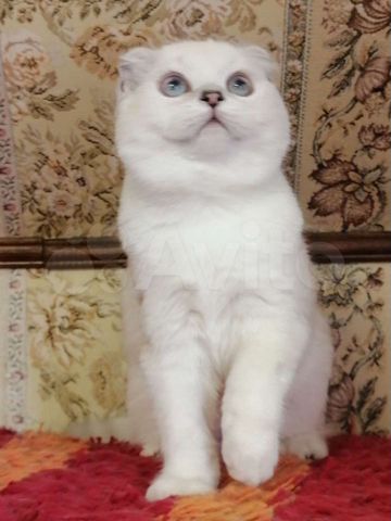 Шотландский кот ns1133