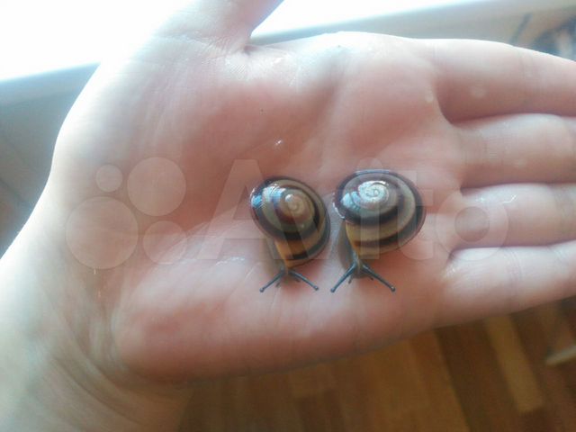 Улитки Караколусы (караколус сагемон)