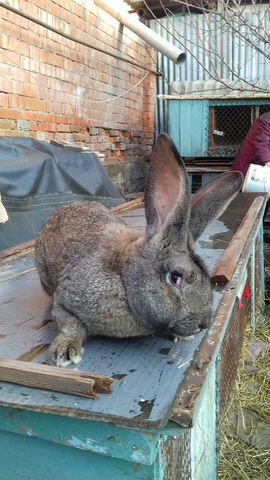 Кролики самцы 7 месяцев для племя