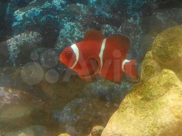 Морская рыба- Клоун мавританский