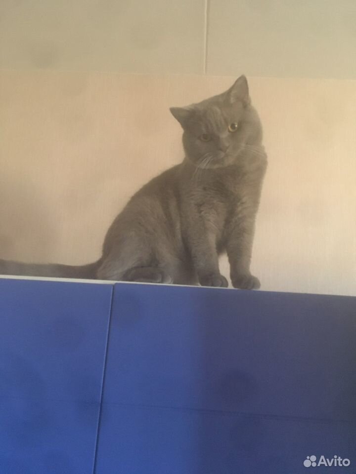 Британский котёнок 9 мес