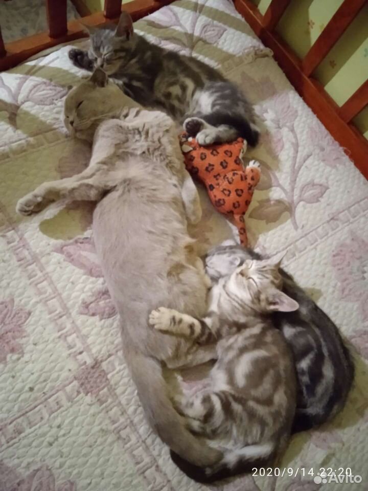 Котята Британские