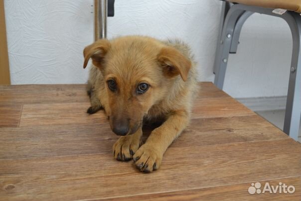 Щенок Степа