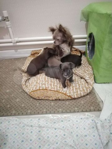 Щенки чихуахуа