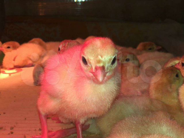 Цыплята суточные