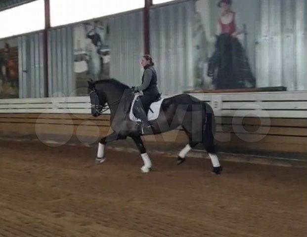 Фризкая кобыла