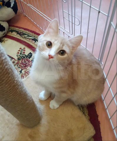 Жоржетта в поисках семьи