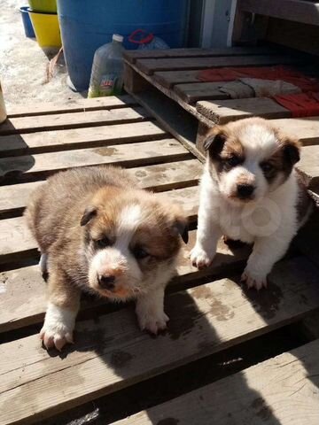 Щеночки 1,5 мес от небольшой собачки