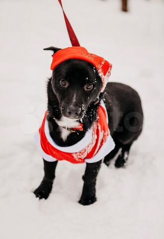 Молодой малыш-коротколапик Тедди в дар