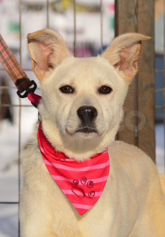 Собачка Умка ищет дом