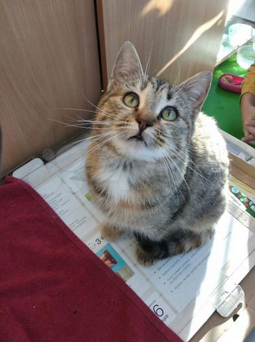 Красивая, очень ласковая кошечка Рыся 8 мес. Кошка