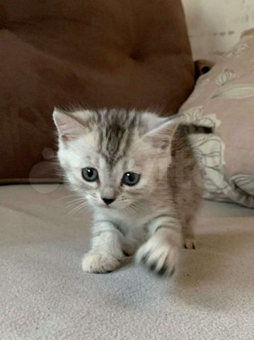 Котенок полубританец