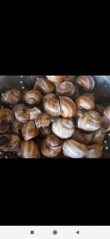 Улитка виноградная