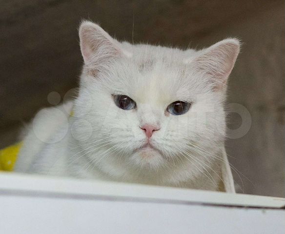 Кошечка с характером Лара в поисках укротителя