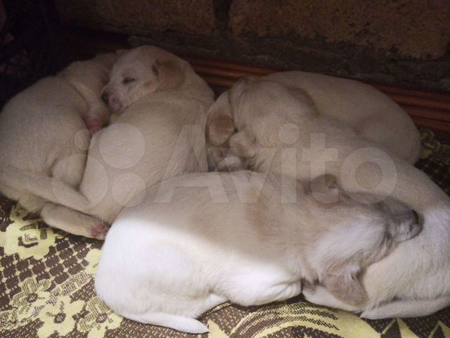 Щенки от самоедской лайки