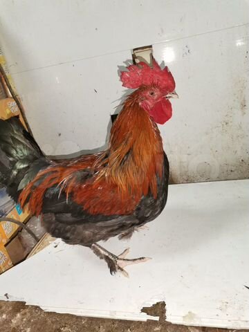 Петух маран