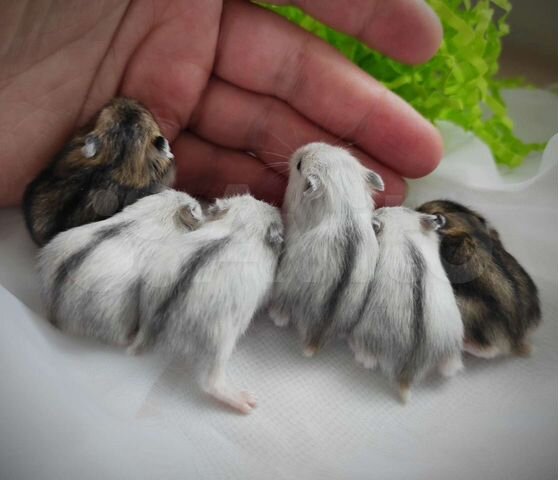 Хомячки Джунгарики