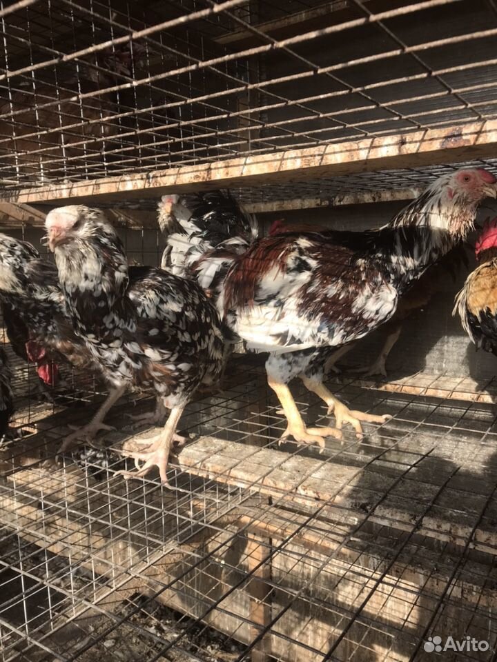 Куры Несушки, Петушки,Утки,Павлины,Дек Куры