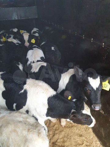 Бычки телята