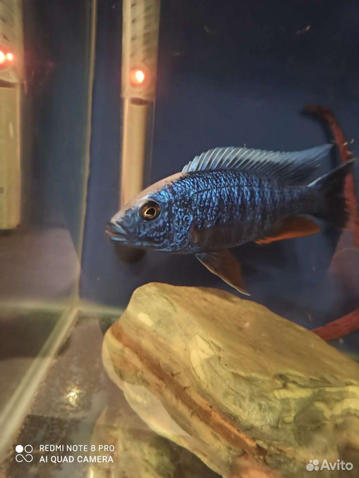 Цихлида Василёк