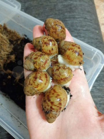 Архахатина маргината овум