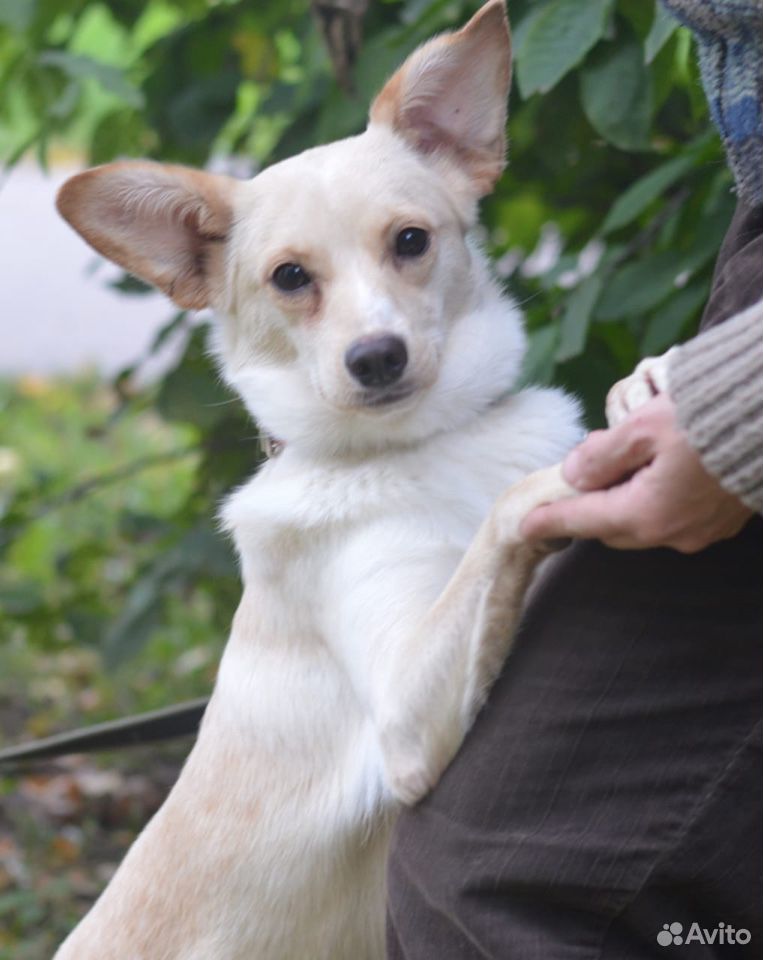 Ласковая умница щенок 11мес низенькая