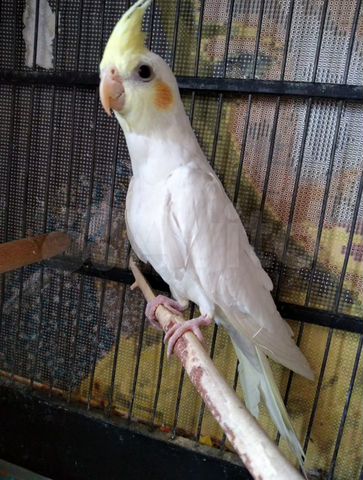 Птица Корелла