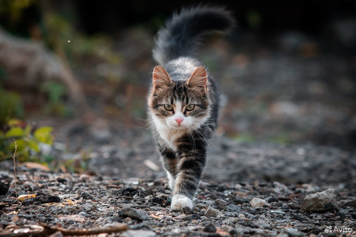 Котёнок Марсель