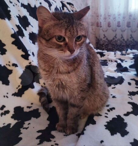 Красотка Симона