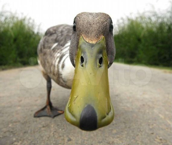 Цыплята гусята утята