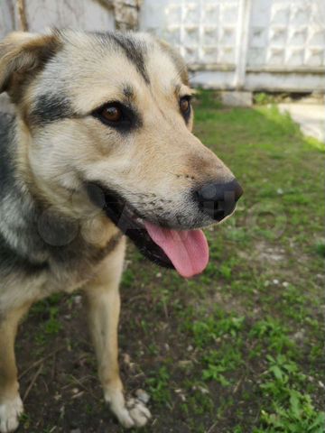 Собака в добрые руки метис