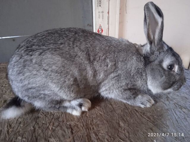 Продам крола