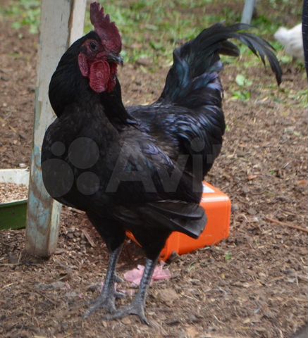 Петушки куры