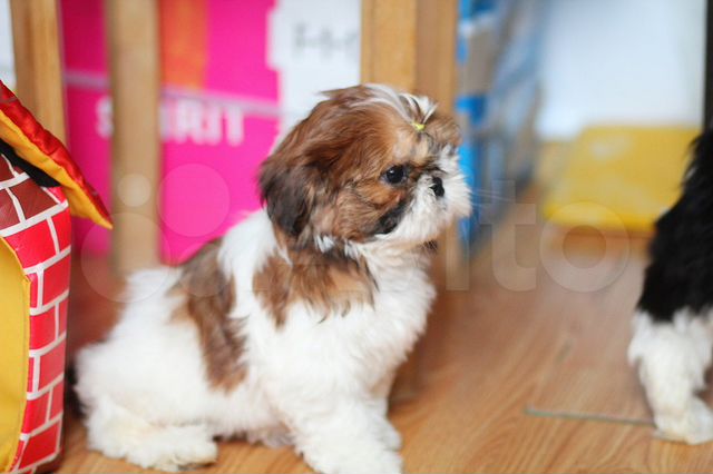 Огненная,бело-красная Королева шоу класса