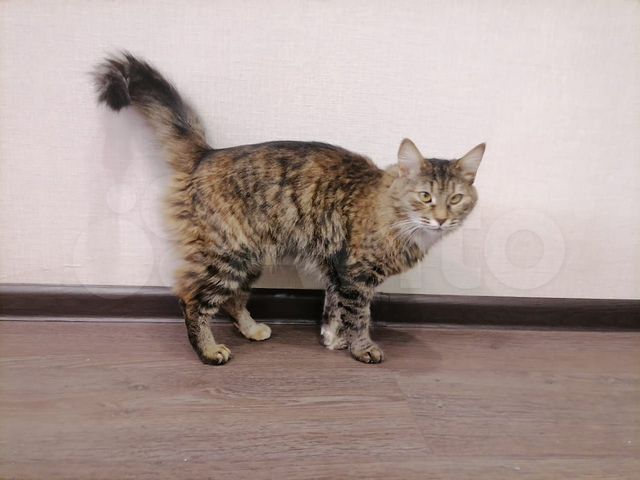 Кошка в дар