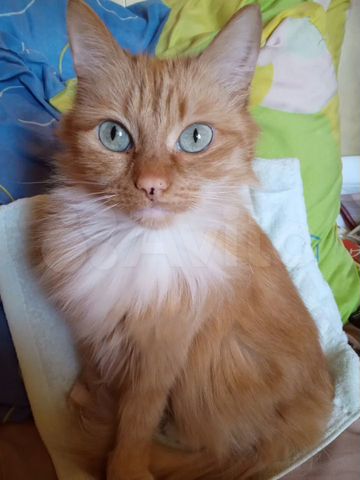 Кисонька ищет дом