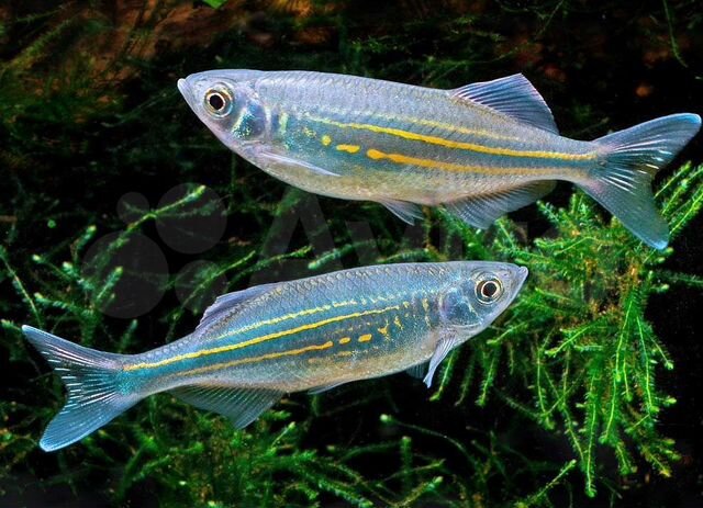 Данио малабарский