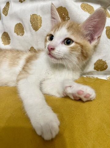 Малыши котята в доьрые руки