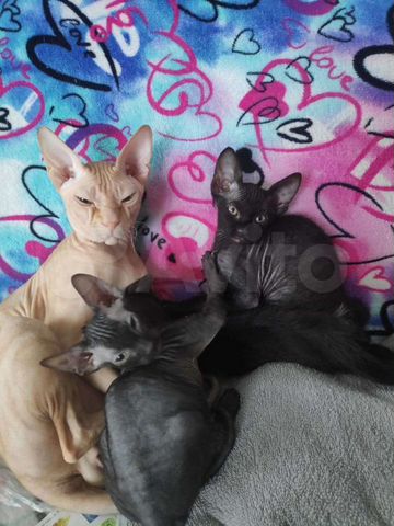 Донской сфинкс котята