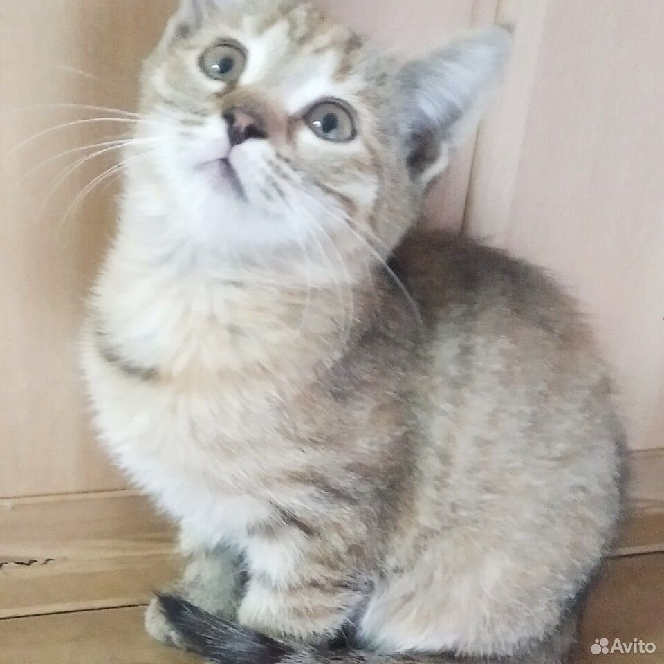 Котенок оригинального цвета