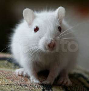 Монгольские песчанки