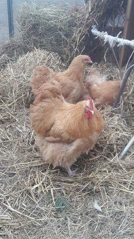 Куры орпингтоны, барбезье, фавероли.Яйца, цыплята
