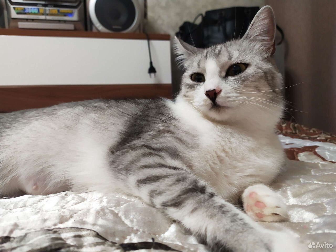 Кошечка в добрые руки