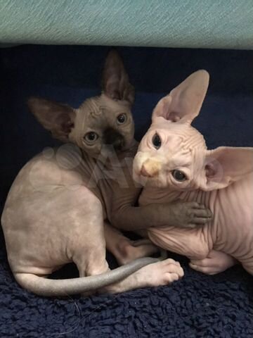 Котята сфинкса
