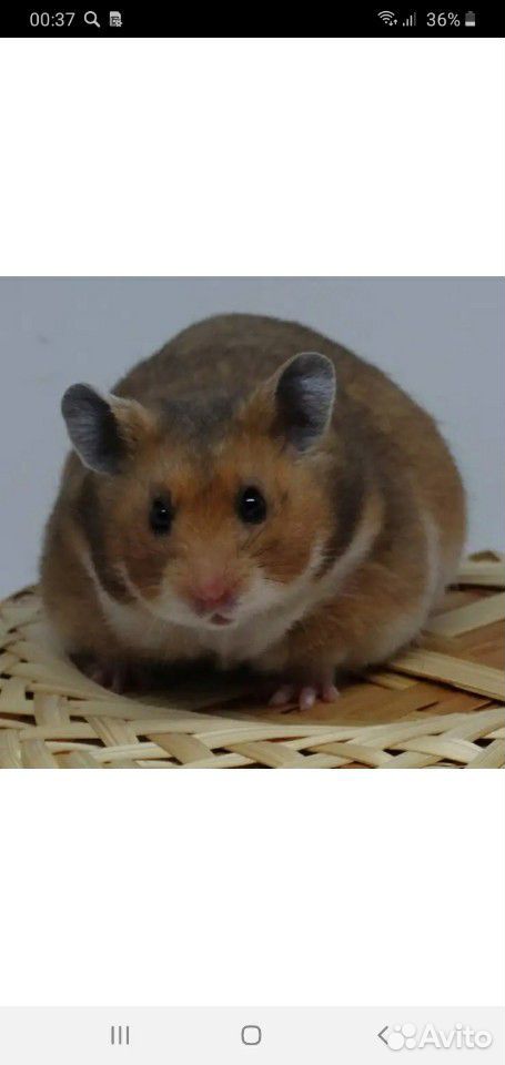 Хомячки Бесплатно